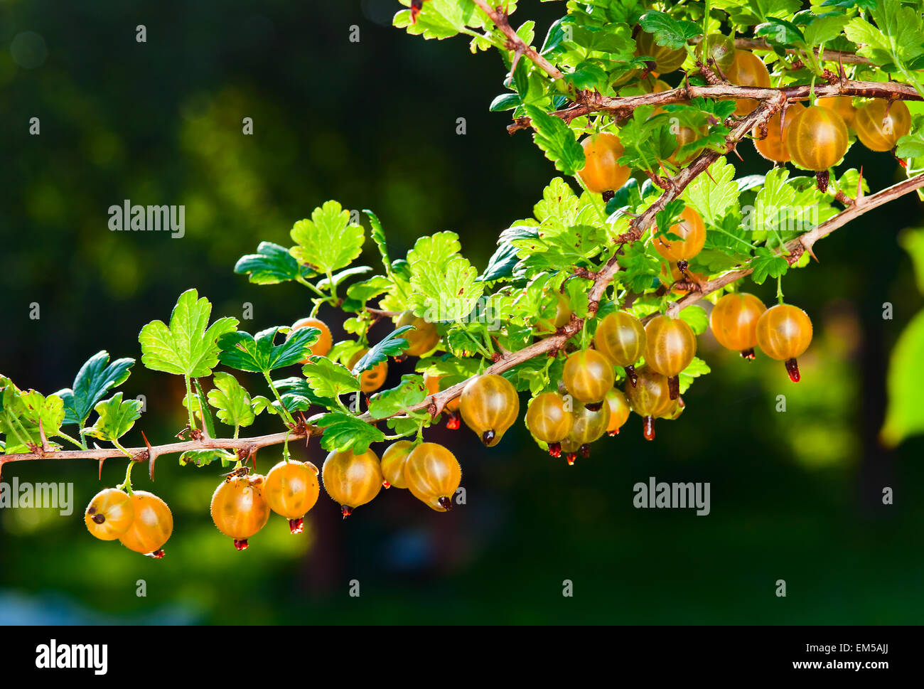 yellow gooseberry on branch in garden Stock Photo - Alamy