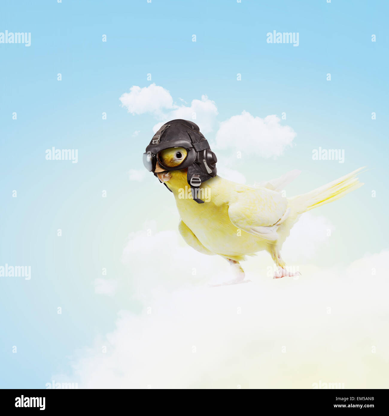 Parrot in pilot hat Stock Photo - Alamy