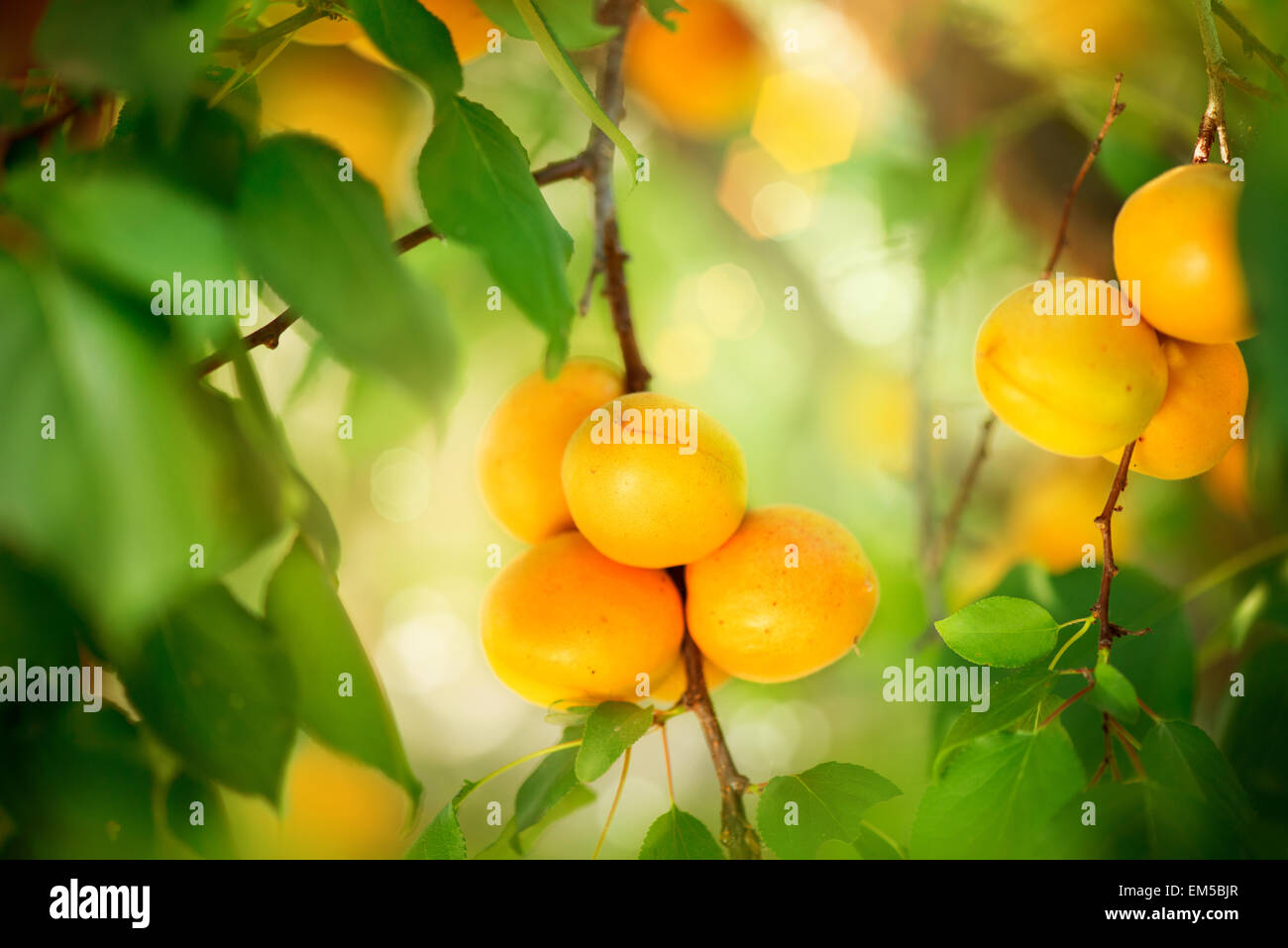Apricot Growing. Ripe Apricots in Orchard. Organic Fruits Stock Photo ...