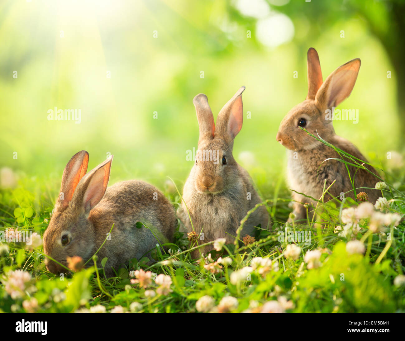 Spring bunnies hi-res stock photography and images - Alamy