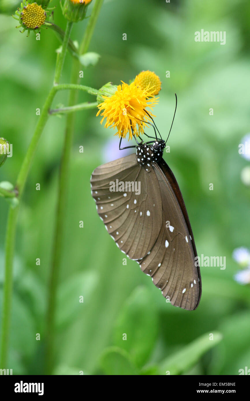 Blue spotted crow butterfly hi-res stock photography and images - Alamy