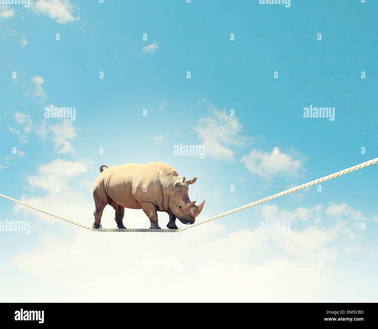 Rhino walking on rope Stock Photo - Alamy