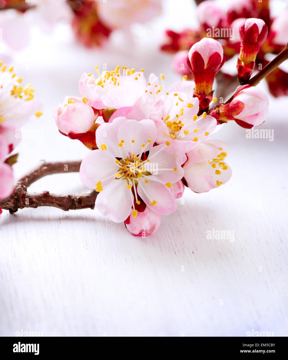 Spring Blossom. Apricot Flowers Stock Photo - Alamy