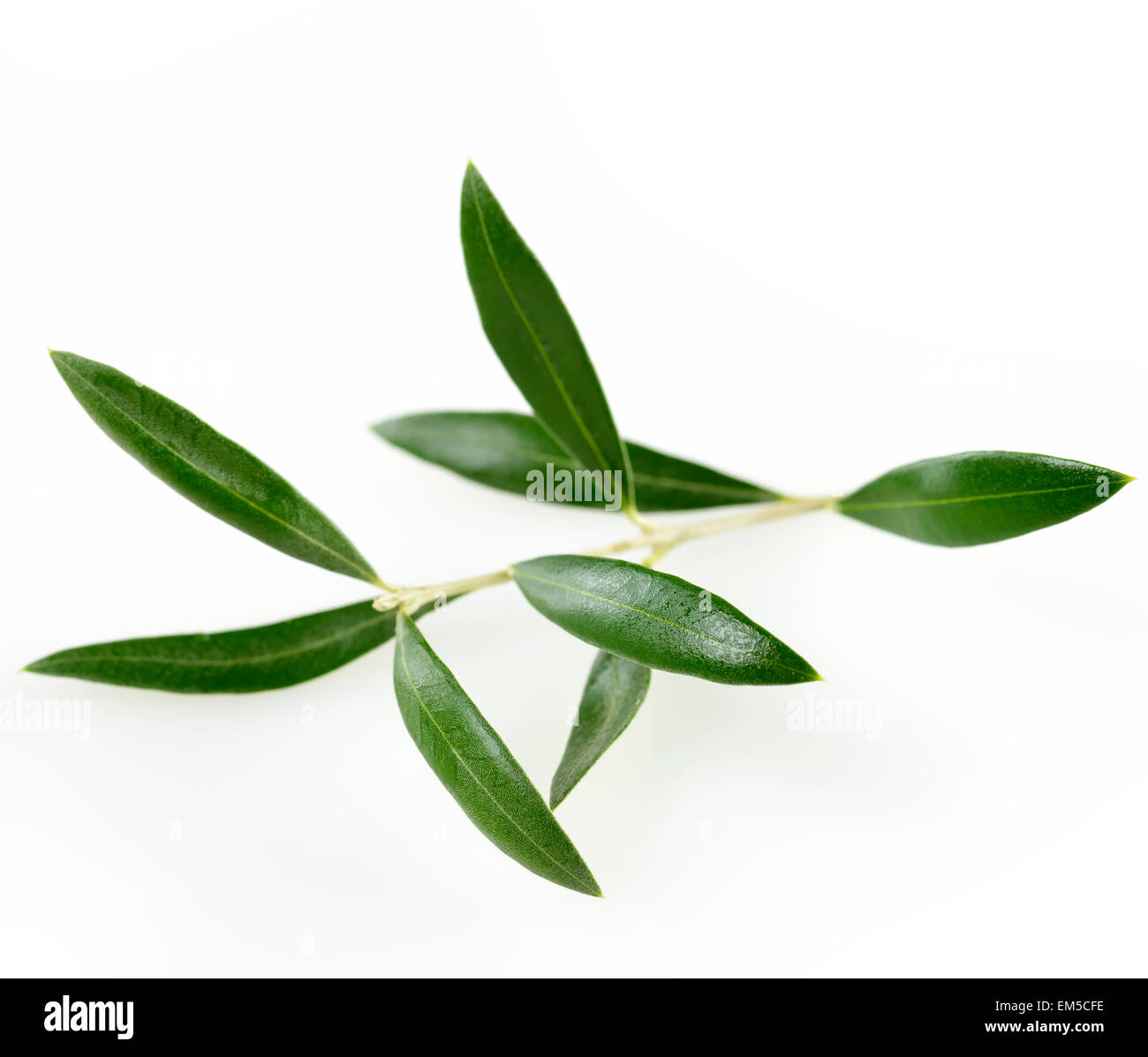 Green olive branch leaves hi-res stock photography and images - Alamy