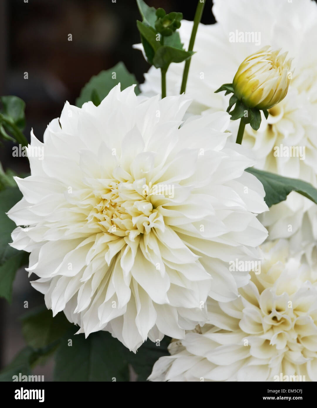 White Dahlia Flowers Stock Photo - Alamy