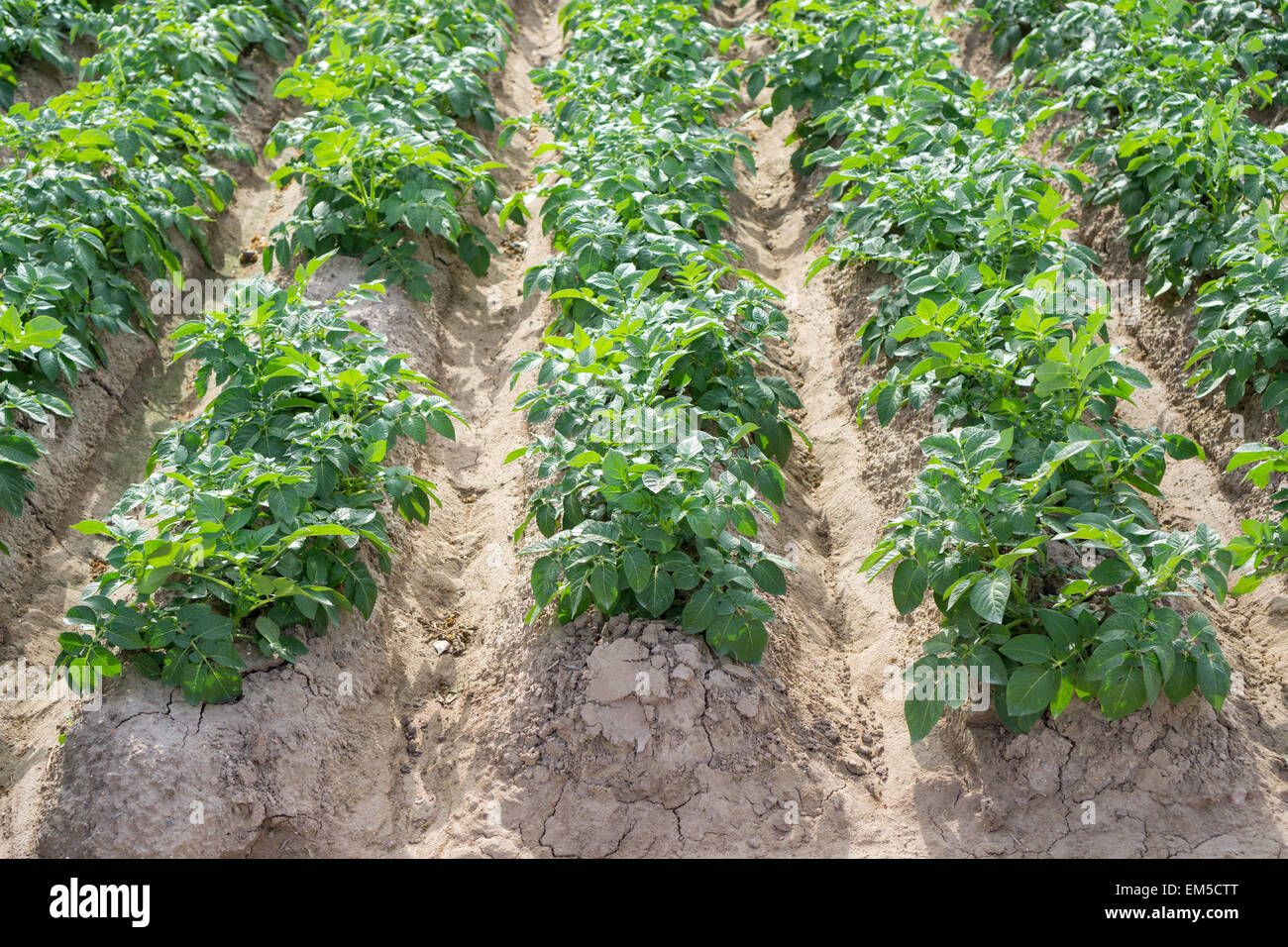 Side view of potato plantation rows and furrows Stock Photo - Alamy