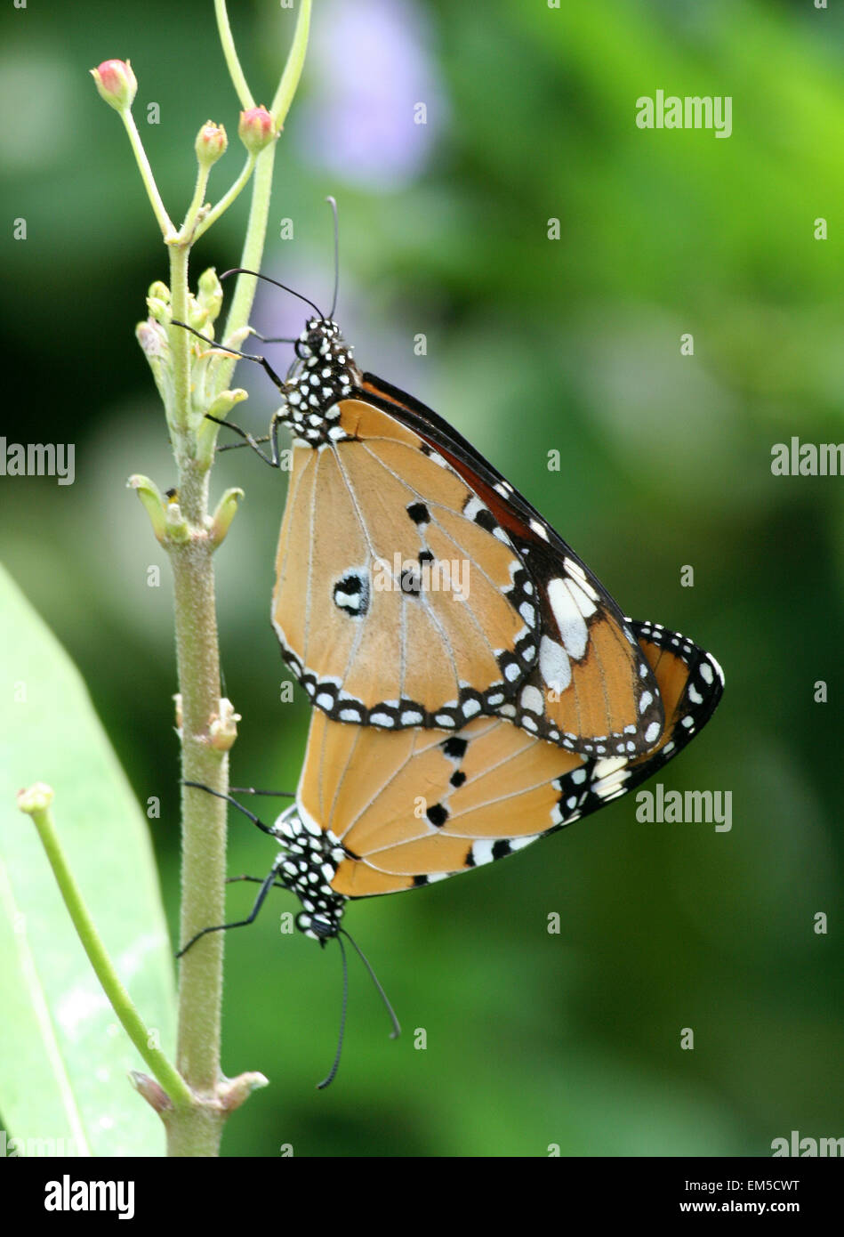 Chrysippus High Resolution Stock Photography and Images - Alamy