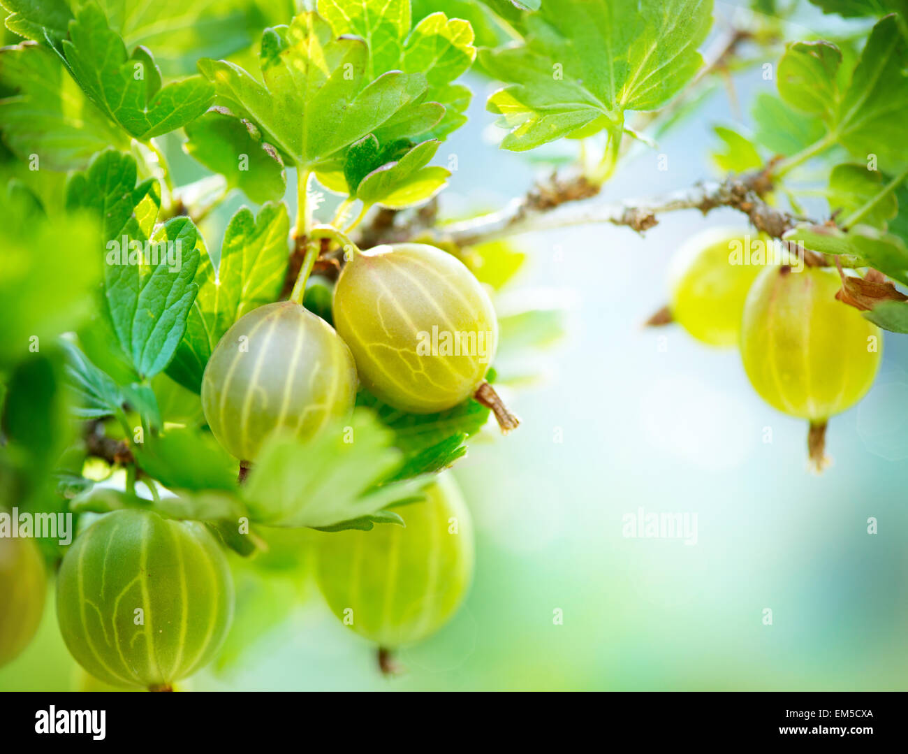 Gooseberry. Fresh and Ripe Organic Gooseberries Growing Stock Photo - Alamy