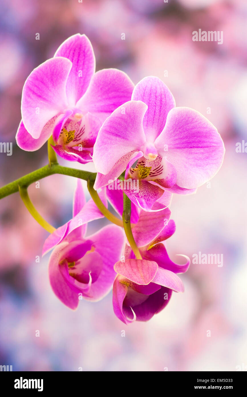 Beautiful pink orchid - phalaenopsis Stock Photo - Alamy