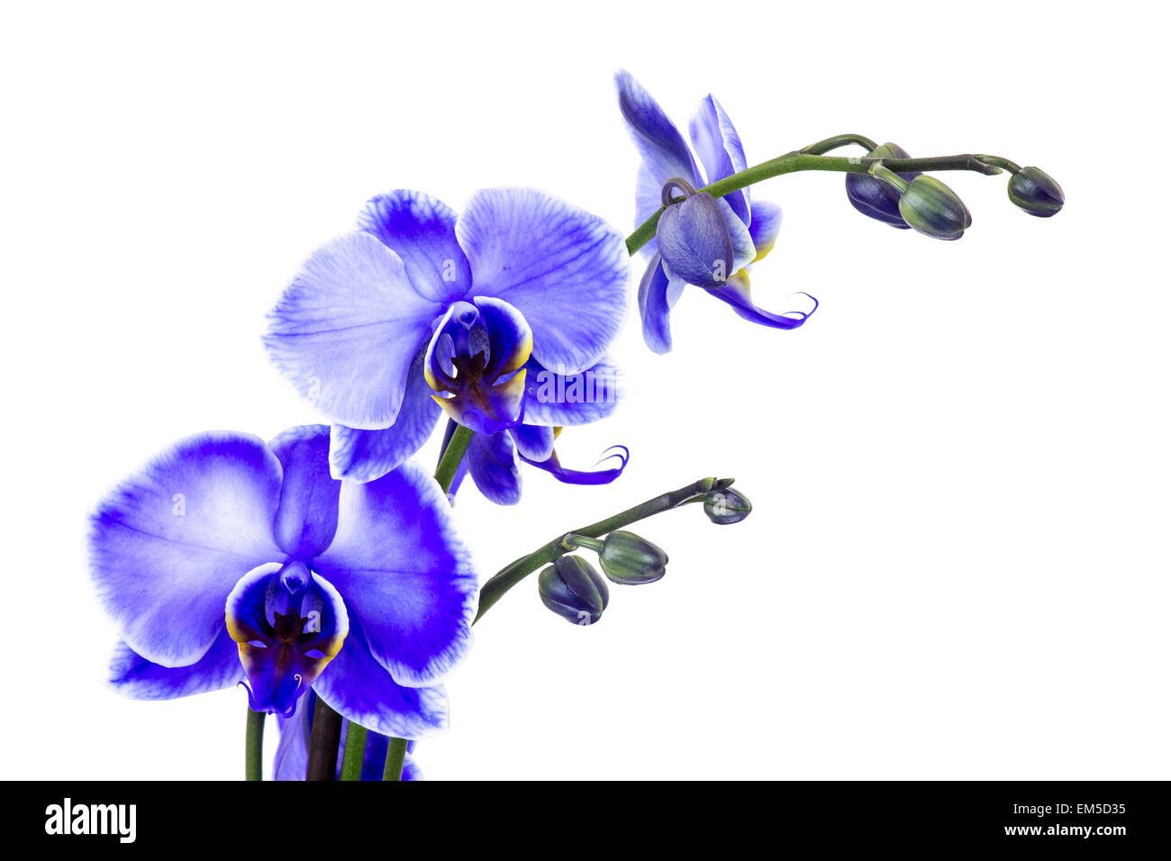 Beautiful violet orchid - phalaenopsis Stock Photo - Alamy