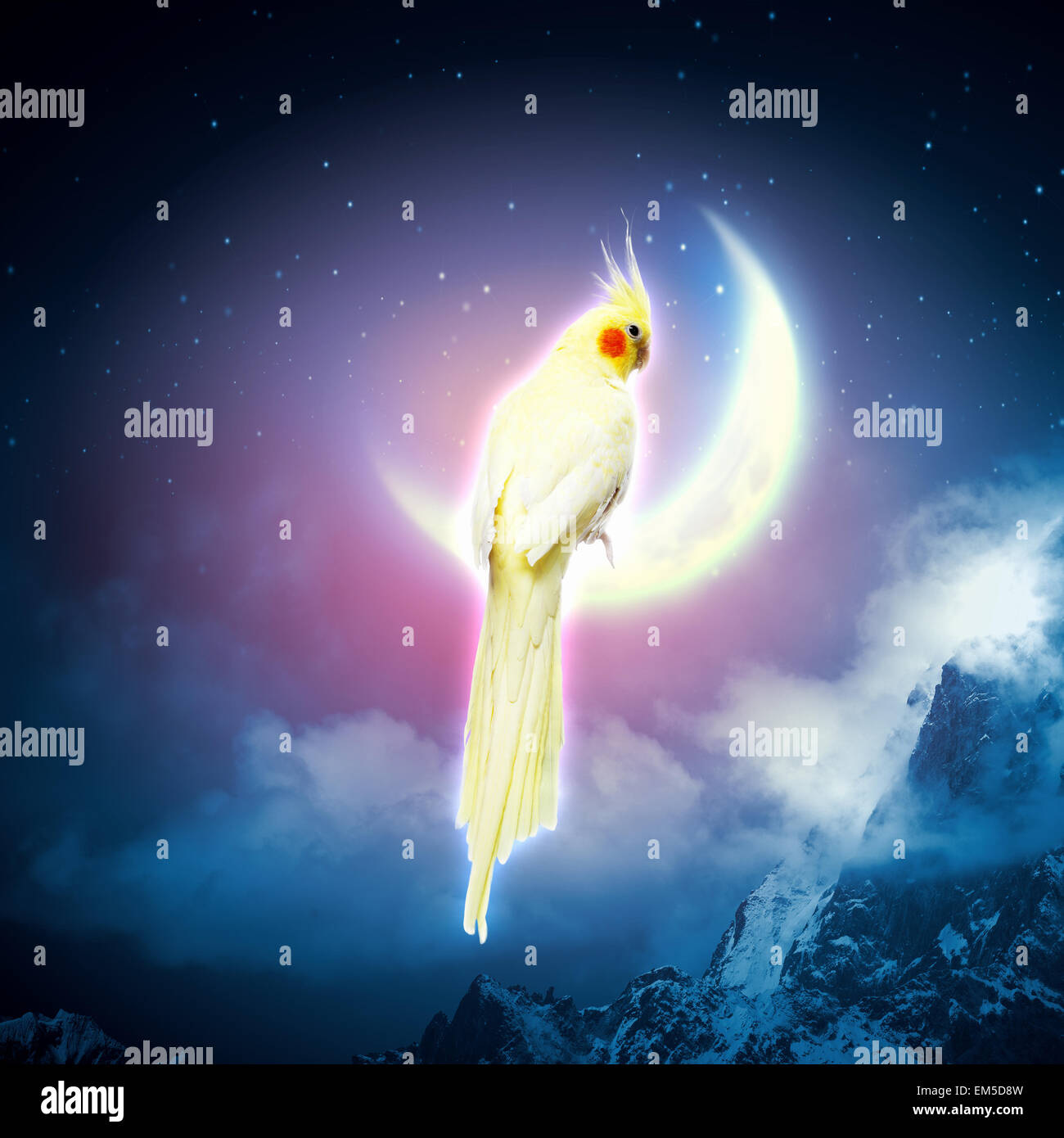Parrot sitting on moon Stock Photo - Alamy