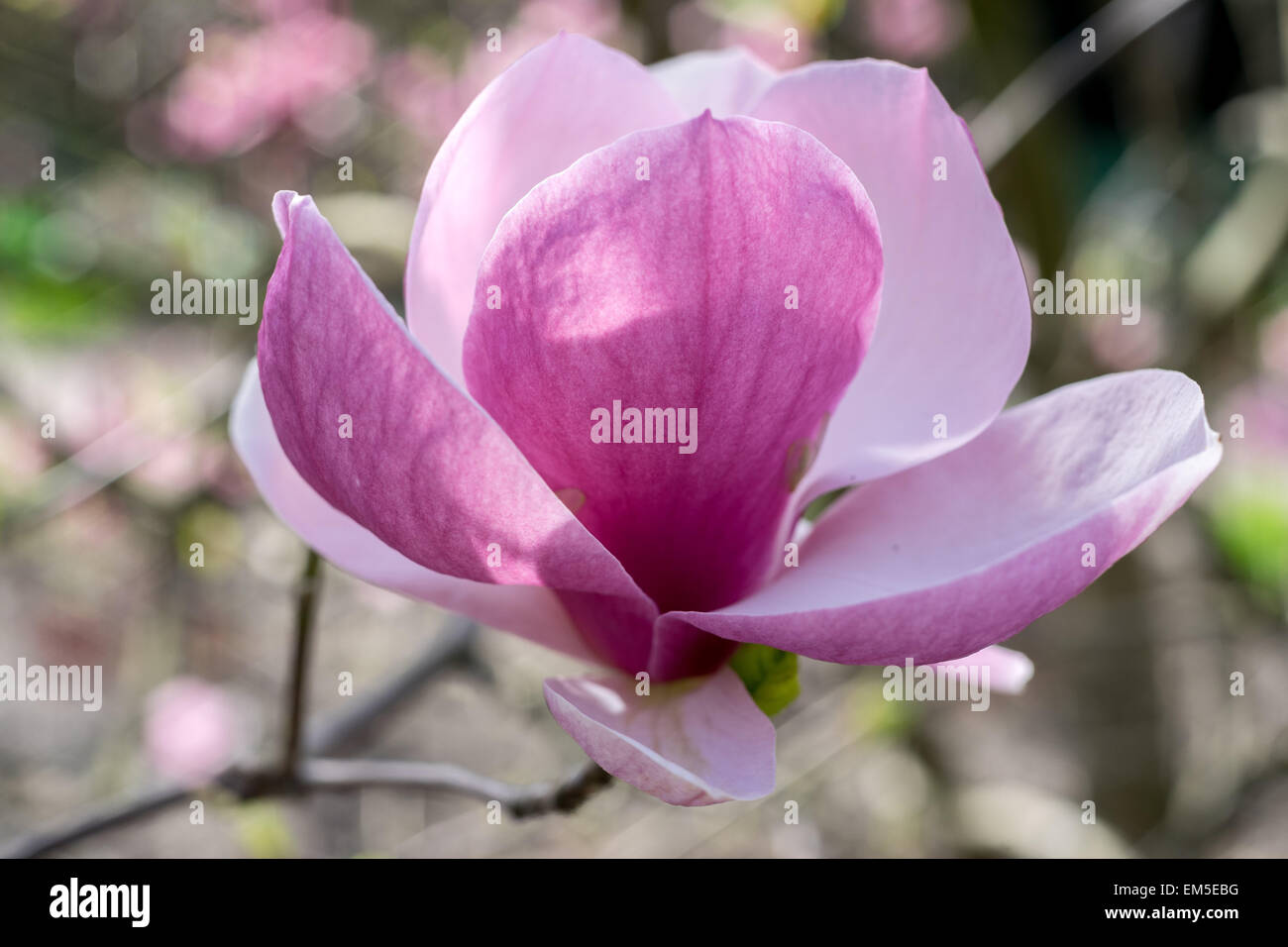 Magnolia soulangiana lennei pink flower close up Stock Photo - Alamy