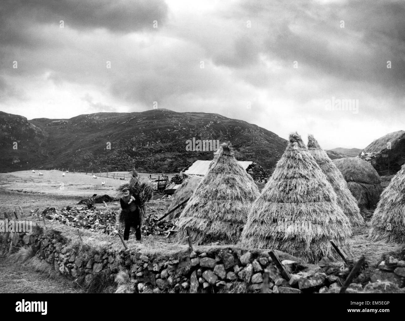 A hardy crofter at work near Stornaway on the island of Lewis in the ...