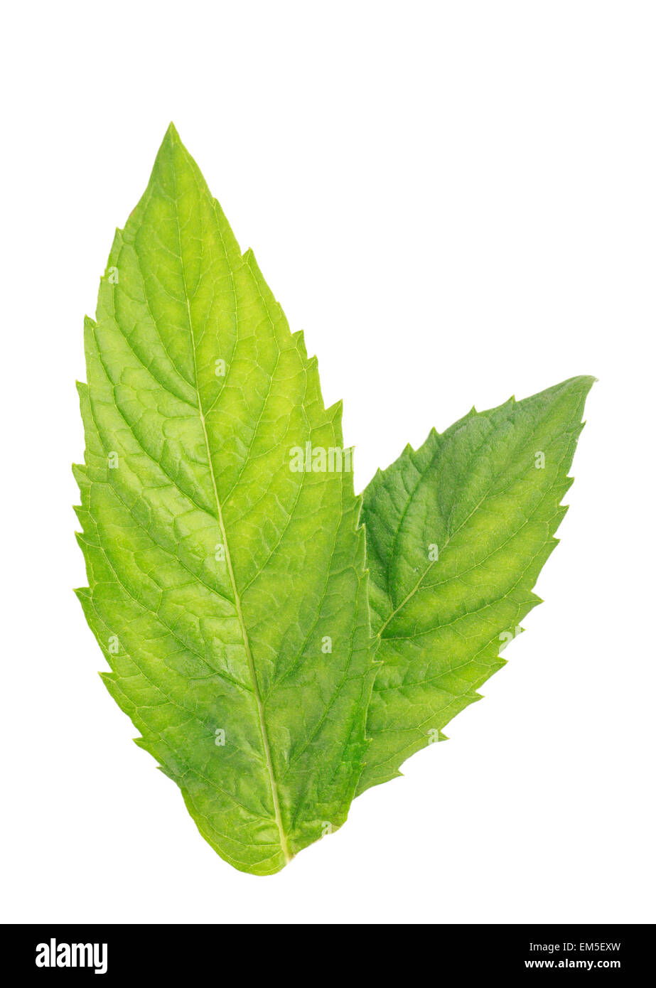 Mint leaves twig hi-res stock photography and images - Alamy
