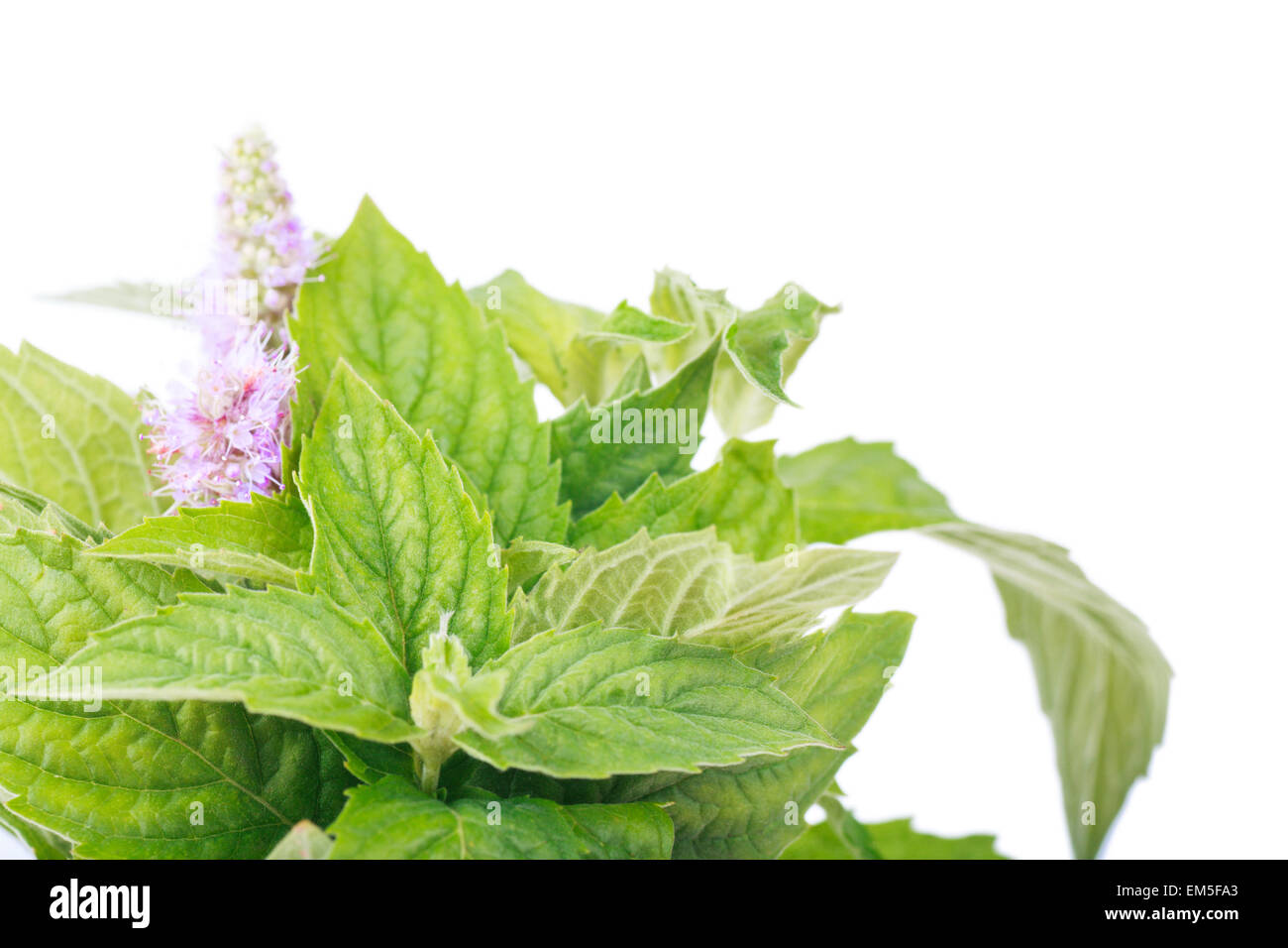 Bush of mint Stock Photo - Alamy