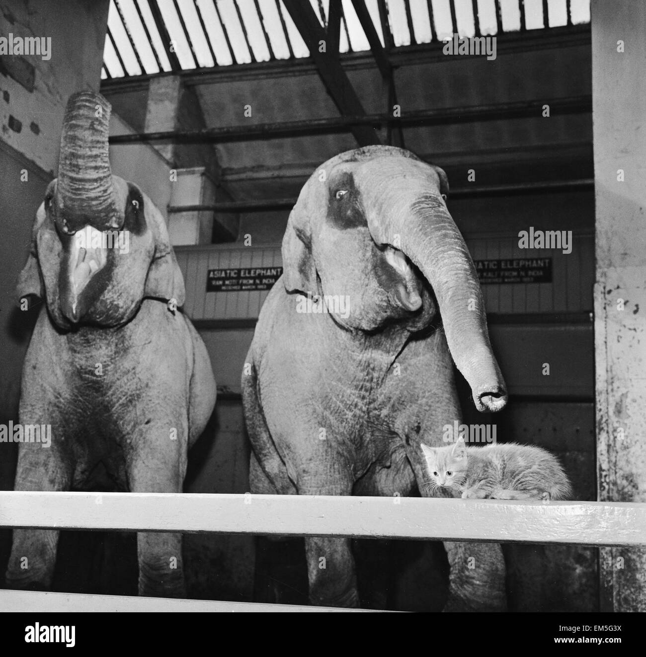 Belle vue zoo manchester hi-res stock photography and images - Alamy