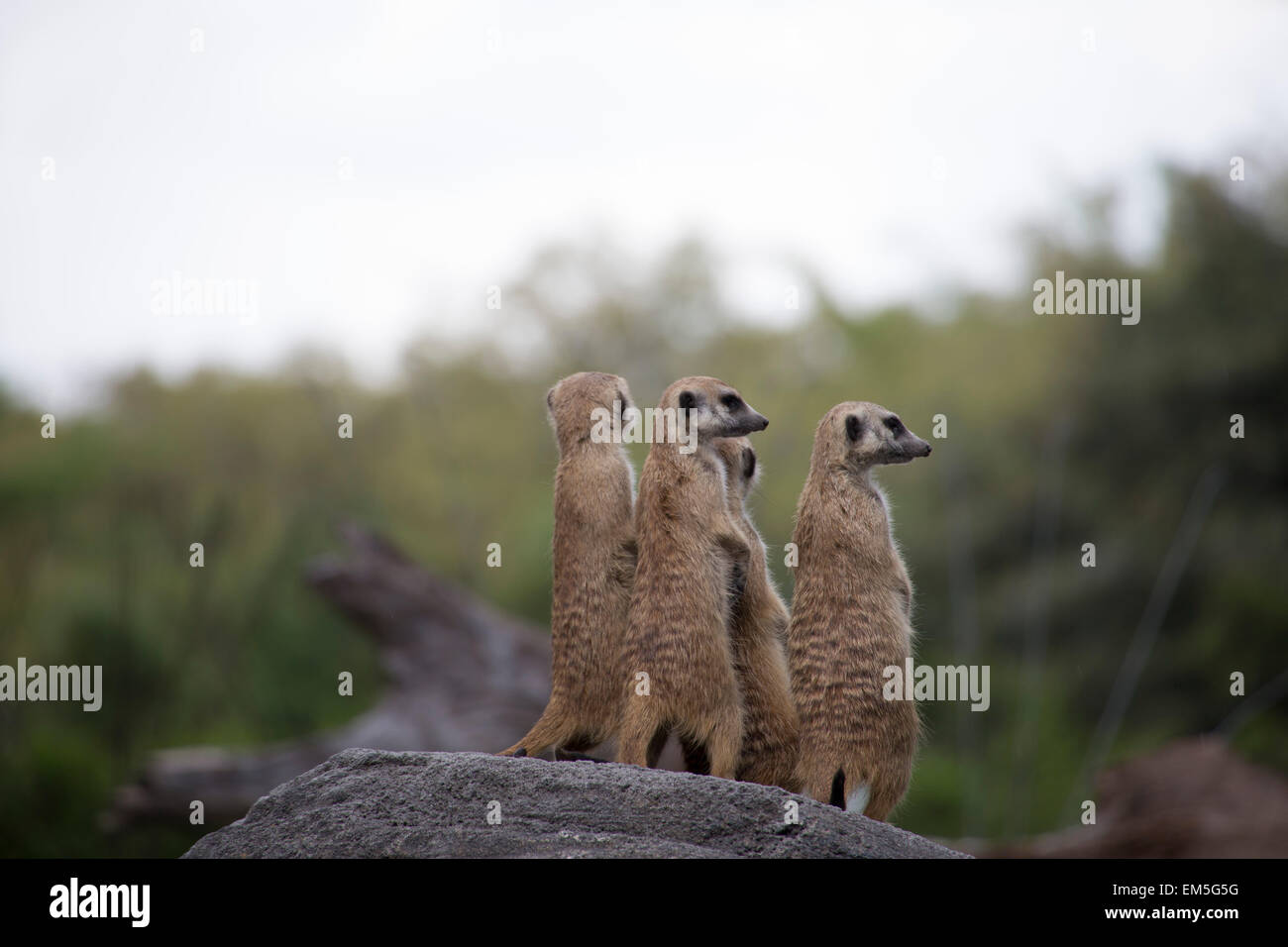 Smiling meerkat hi-res stock photography and images - Alamy