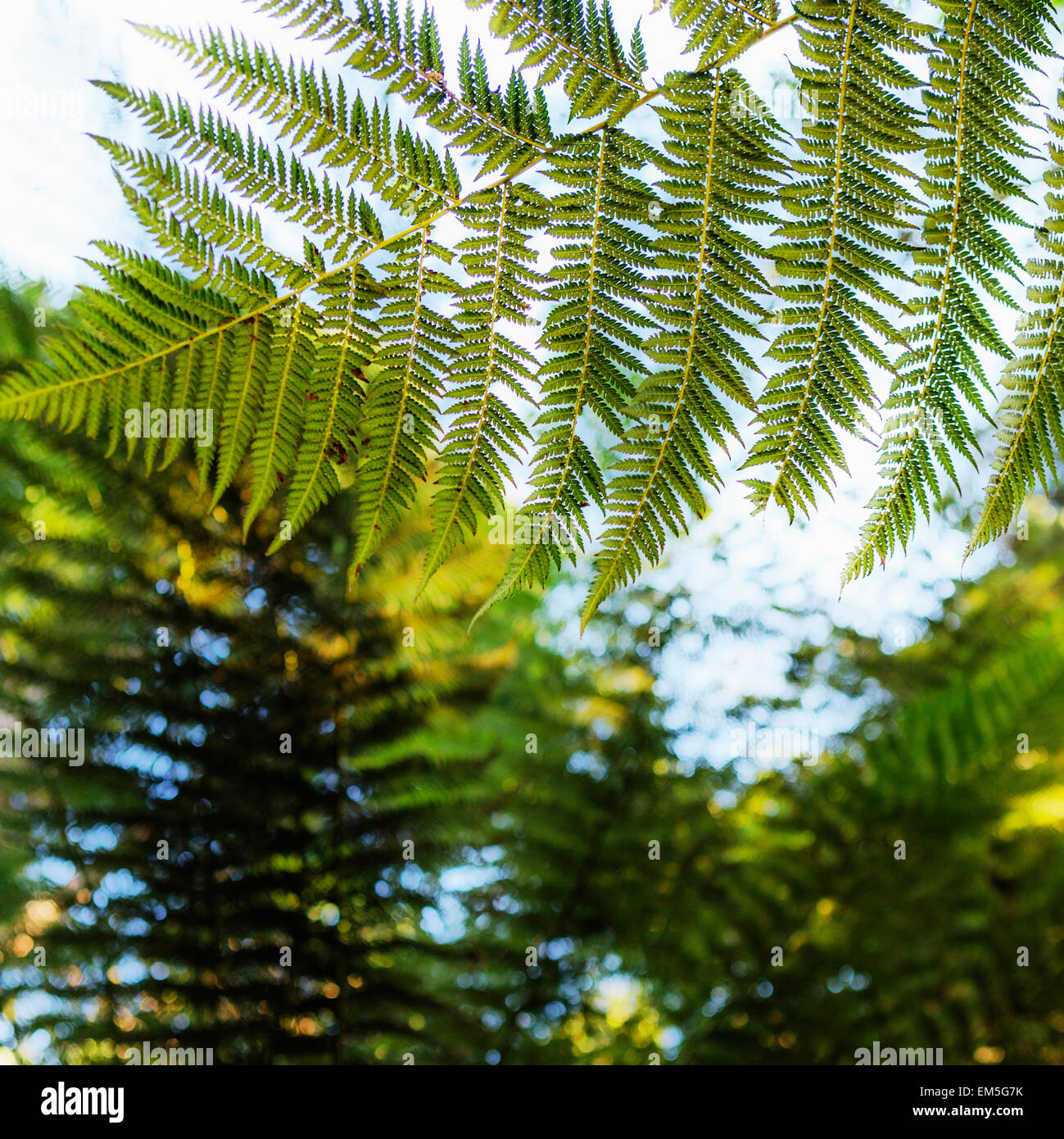 Underside fern hi-res stock photography and images - Alamy