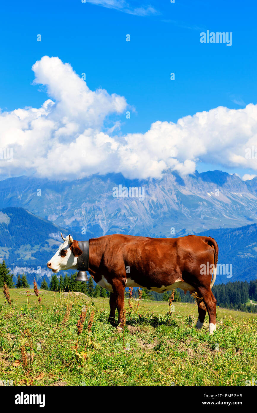 Alpine wildflowers hi-res stock photography and images - Alamy