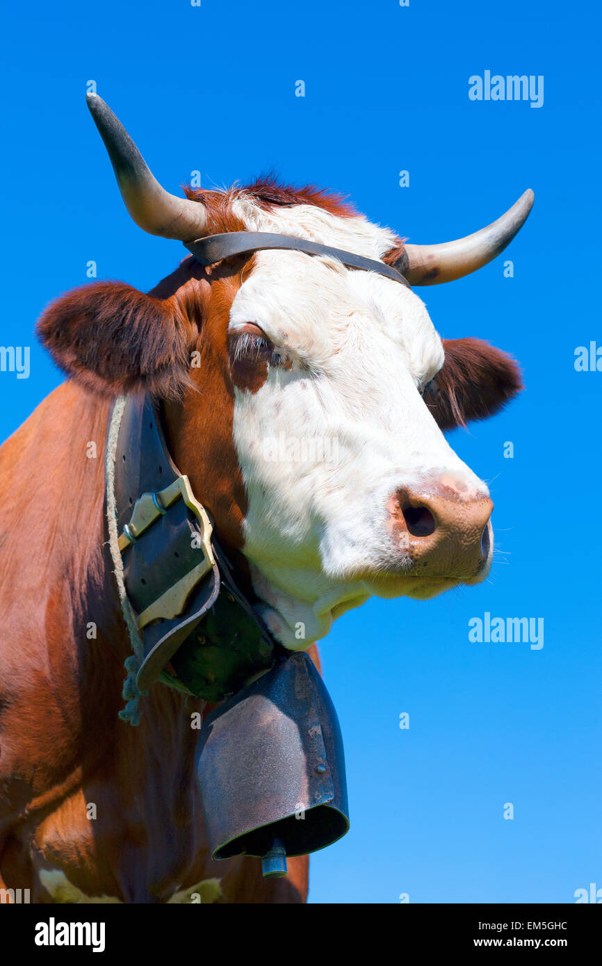 Portrait of Brown milk cow with bell Stock Photo - Alamy