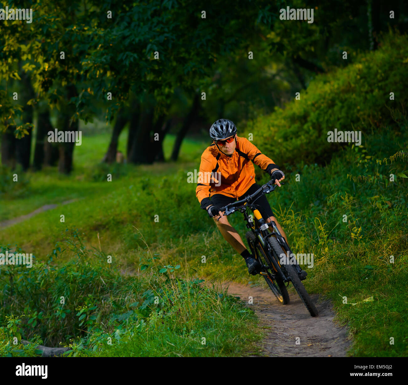 Cyclist Riding the Bike in the Beautiful Summer Forest Stock Photo - Alamy