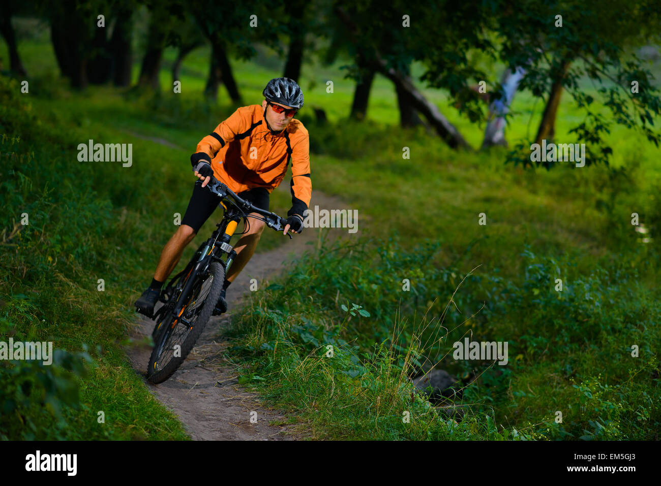 Cyclist Riding the Bike in the Beautiful Summer Forest Stock Photo - Alamy