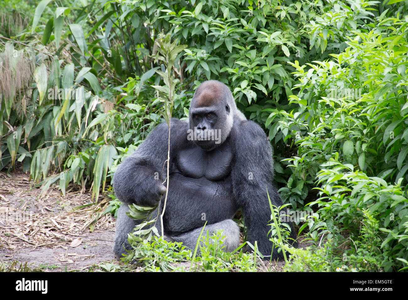 Gorilla and bamboo hi-res stock photography and images - Alamy