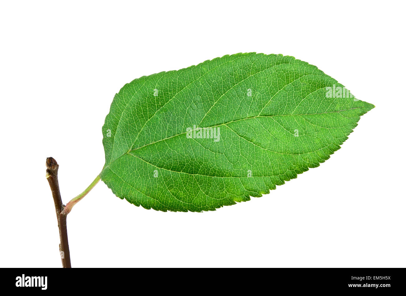 Green apple leaf Stock Photo - Alamy
