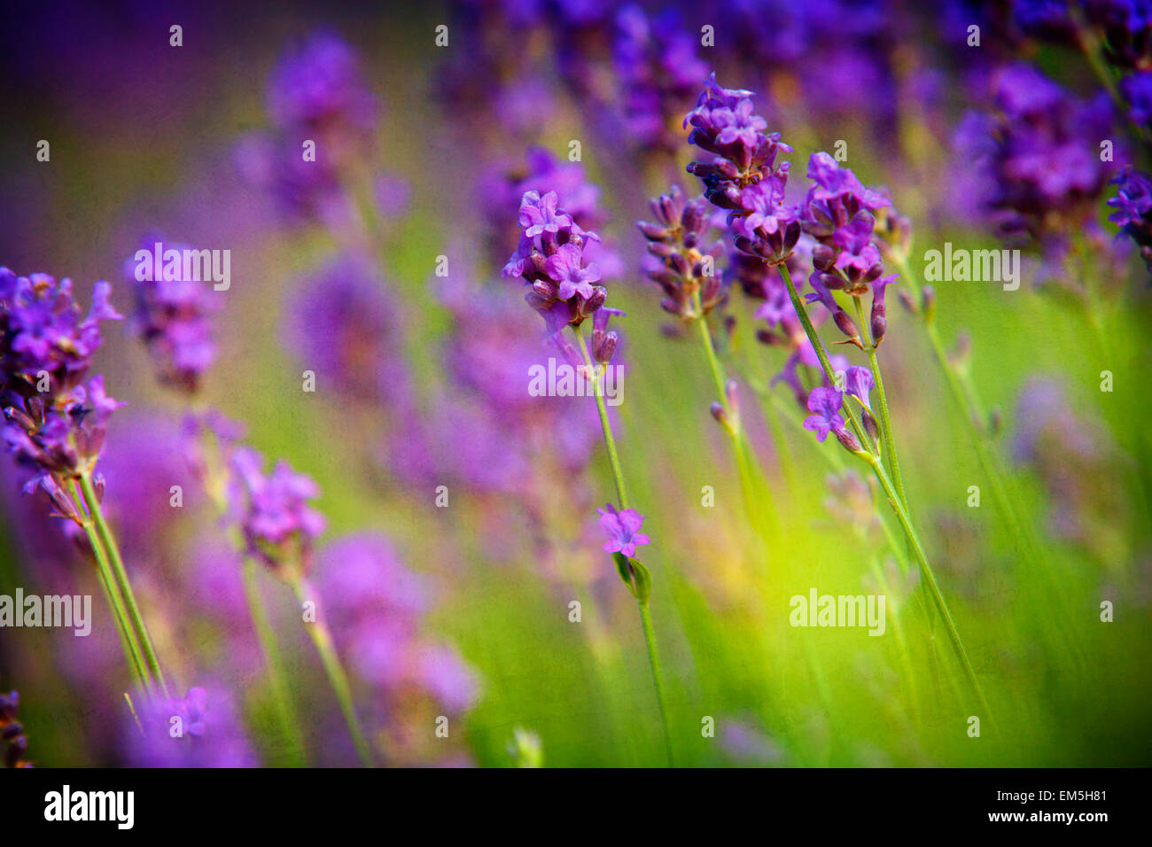 Lavandin flowers hi-res stock photography and images - Alamy