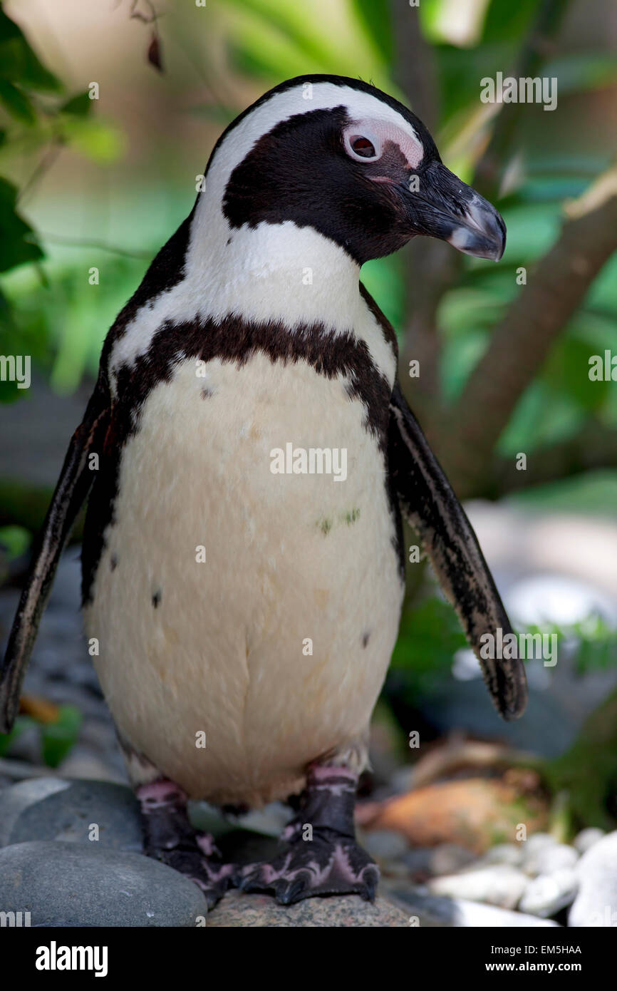 Penguin pink hi-res stock photography and images - Alamy