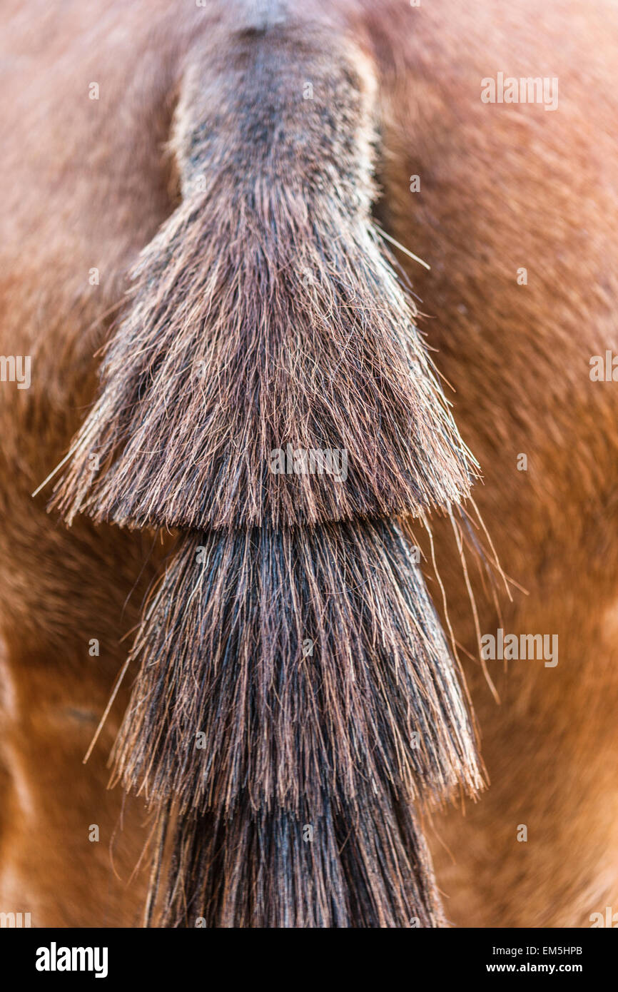 Horse tail hi-res stock photography and images - Alamy