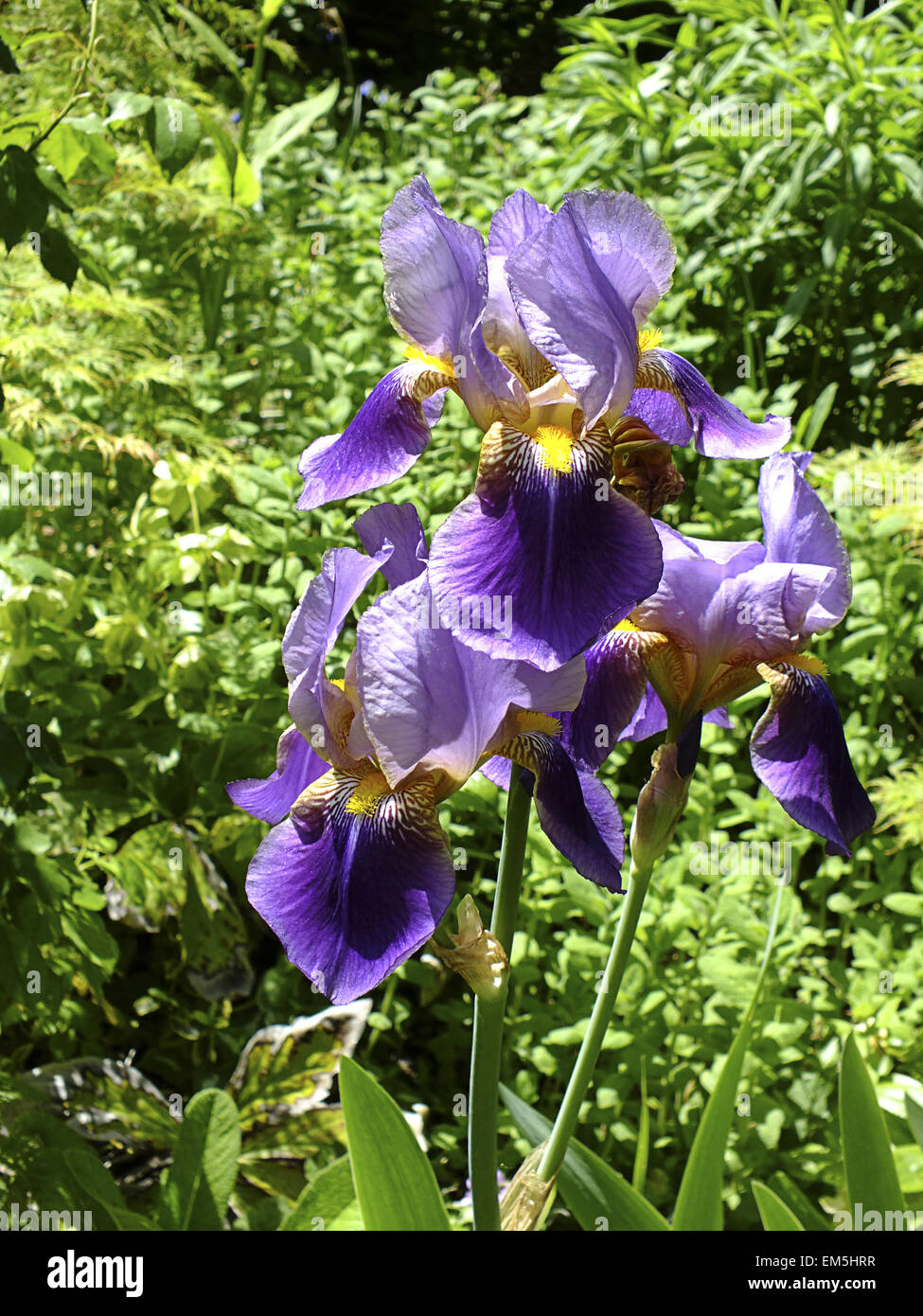 Blue iris hi-res stock photography and images - Alamy