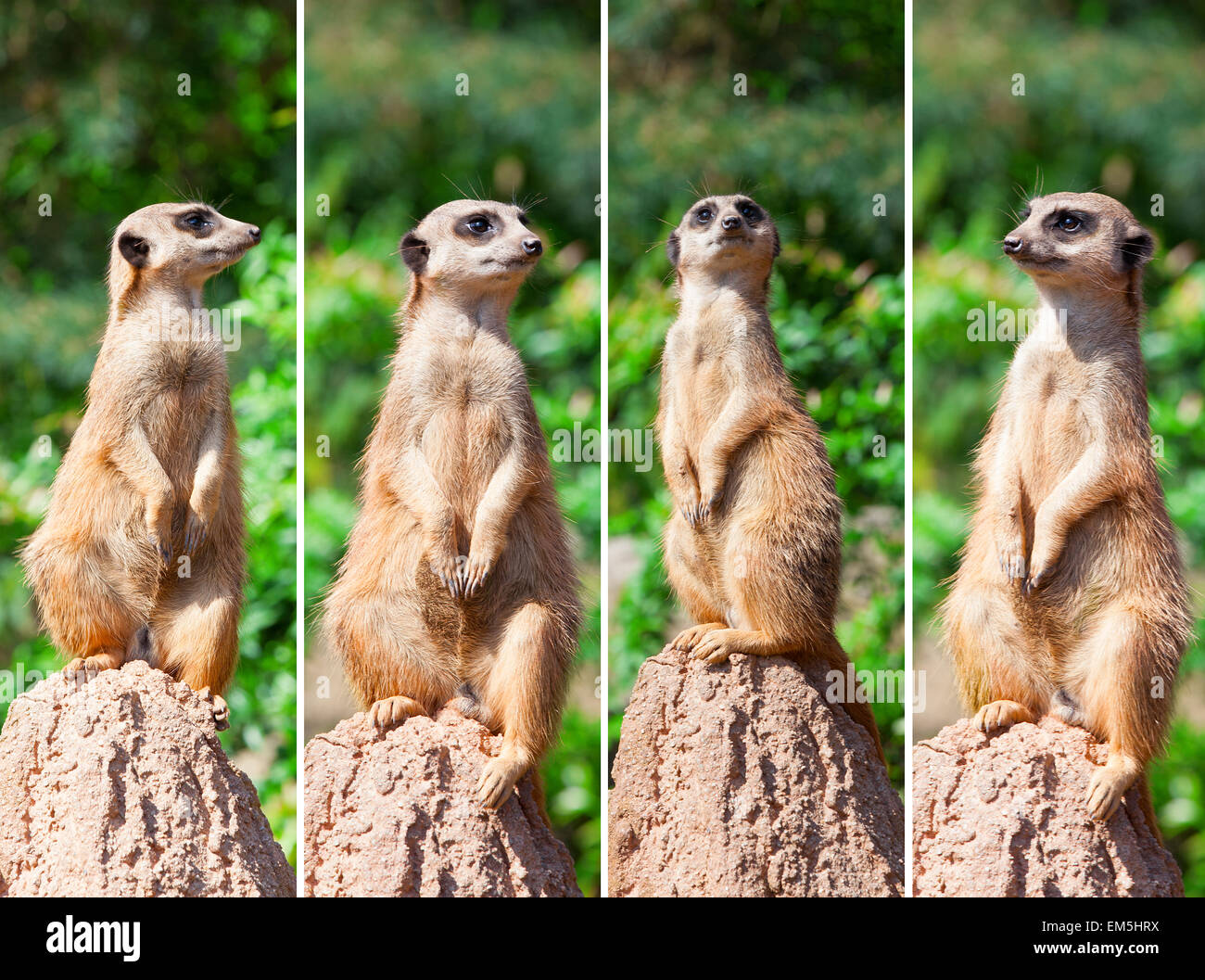 Meerkat suricata watching predators Stock Photo - Alamy