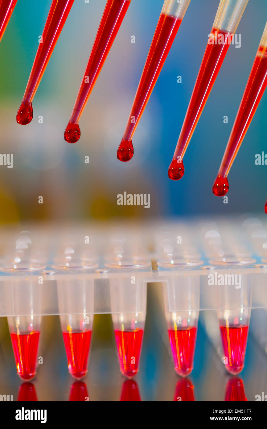 DNA analysis: loading reaction mixture into 96-well plate with m Stock ...