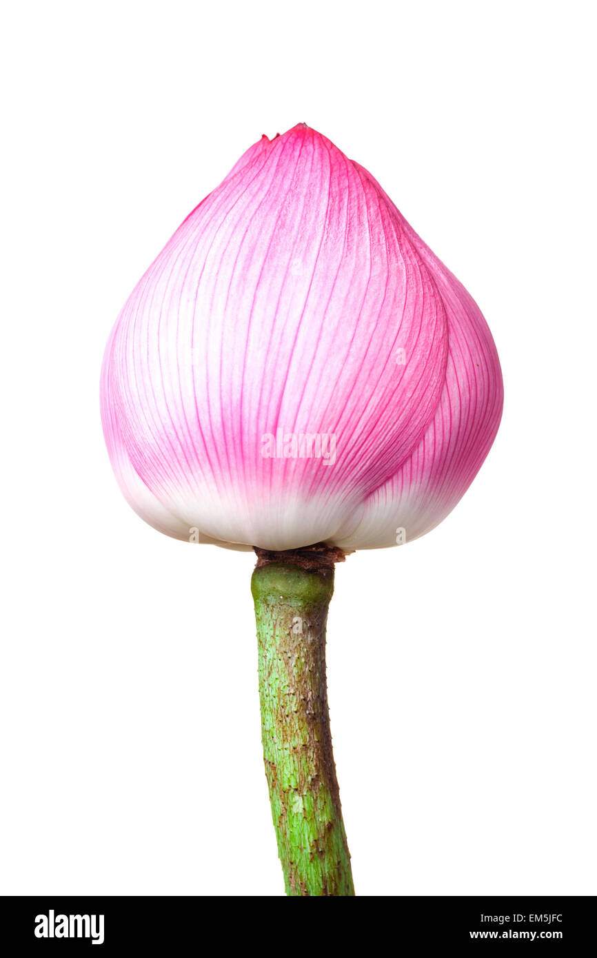 White lotus bud hi-res stock photography and images - Alamy