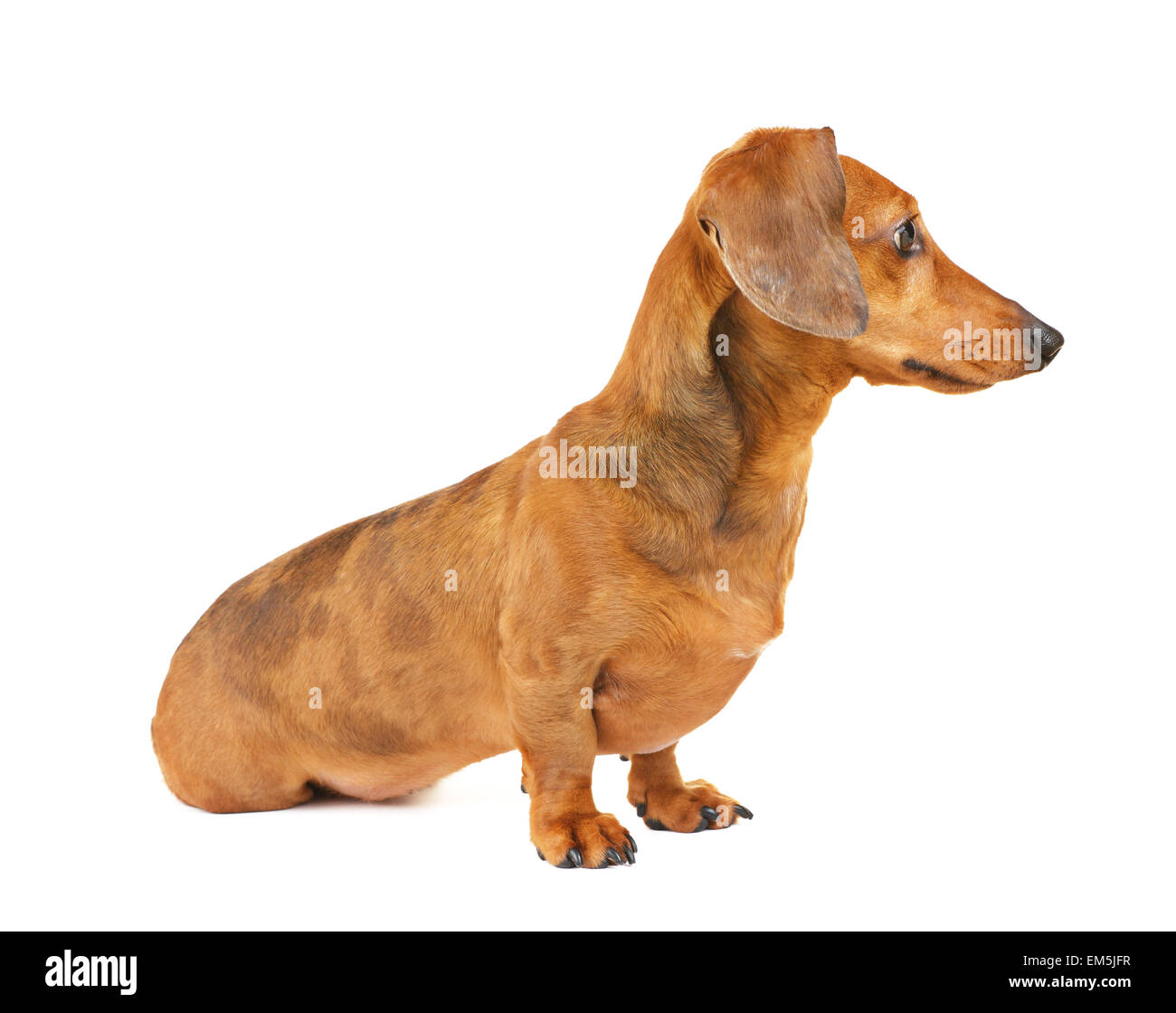 Dachshund dog side view Stock Photo - Alamy