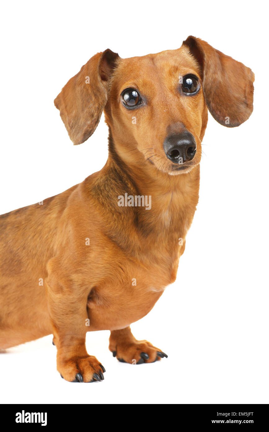 Dachshund dog portrait Stock Photo - Alamy