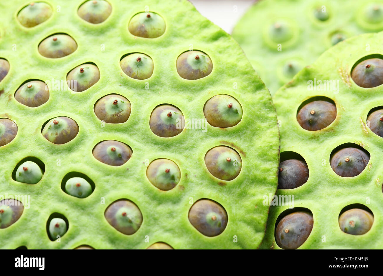 Lotus seed pod Stock Photo - Alamy