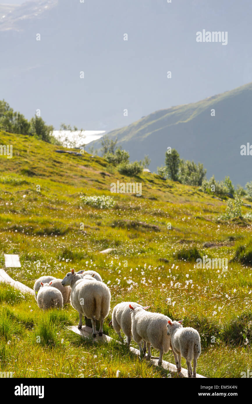 Sheep in Norway Stock Photo - Alamy