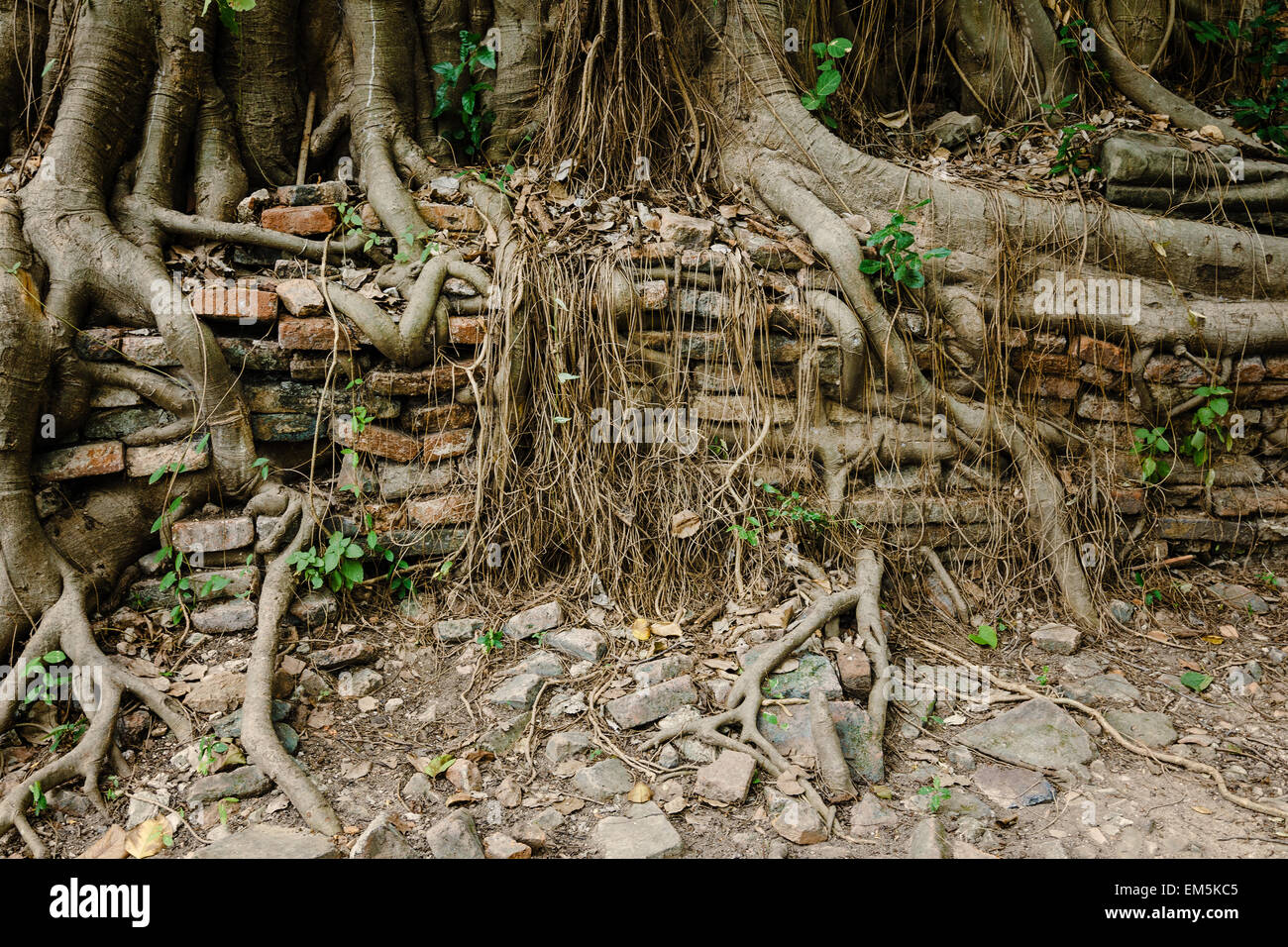 Tree root with brick wall Stock Photo - Alamy