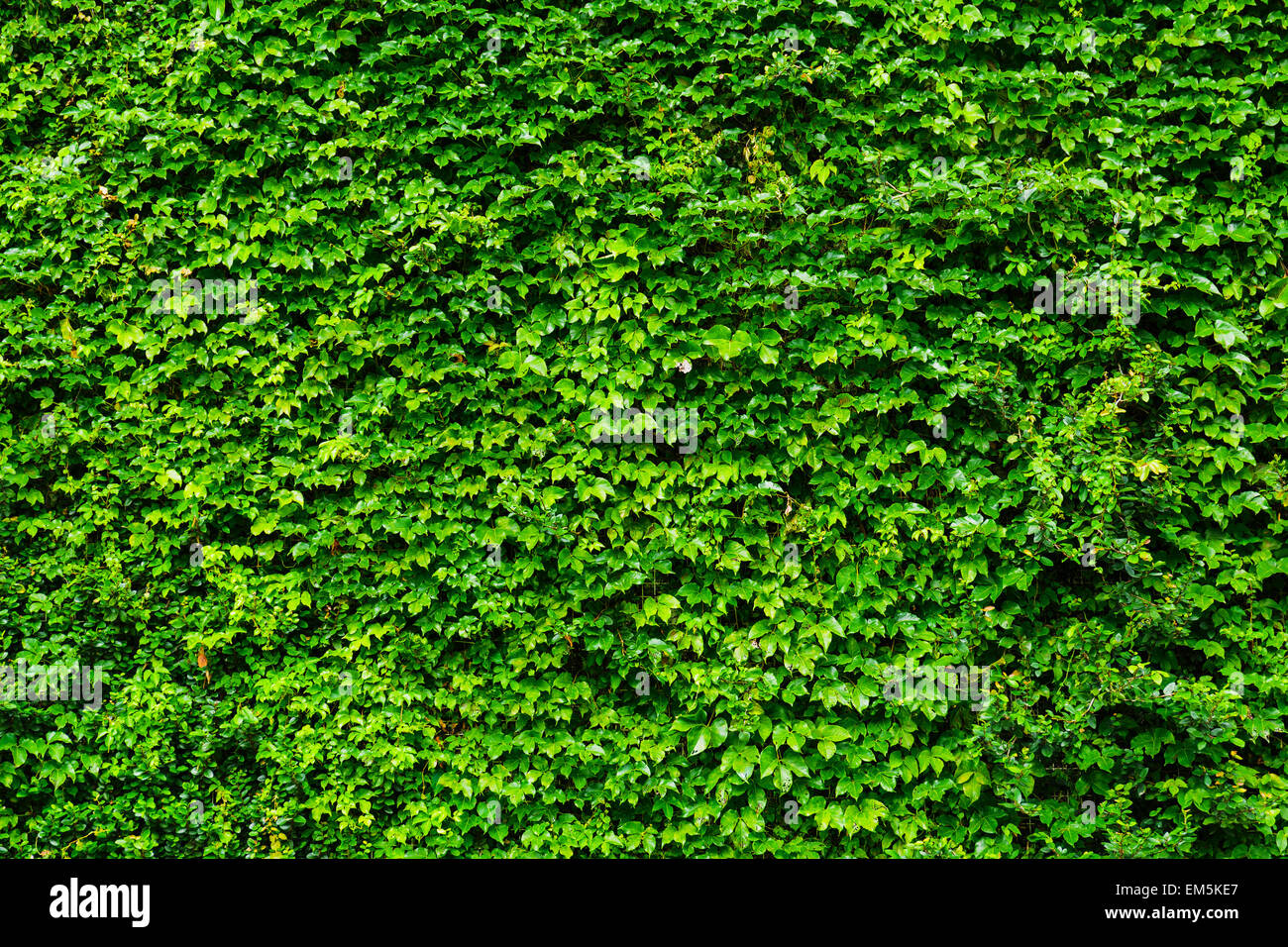 Leaf wall leave exterior hi-res stock photography and images - Alamy