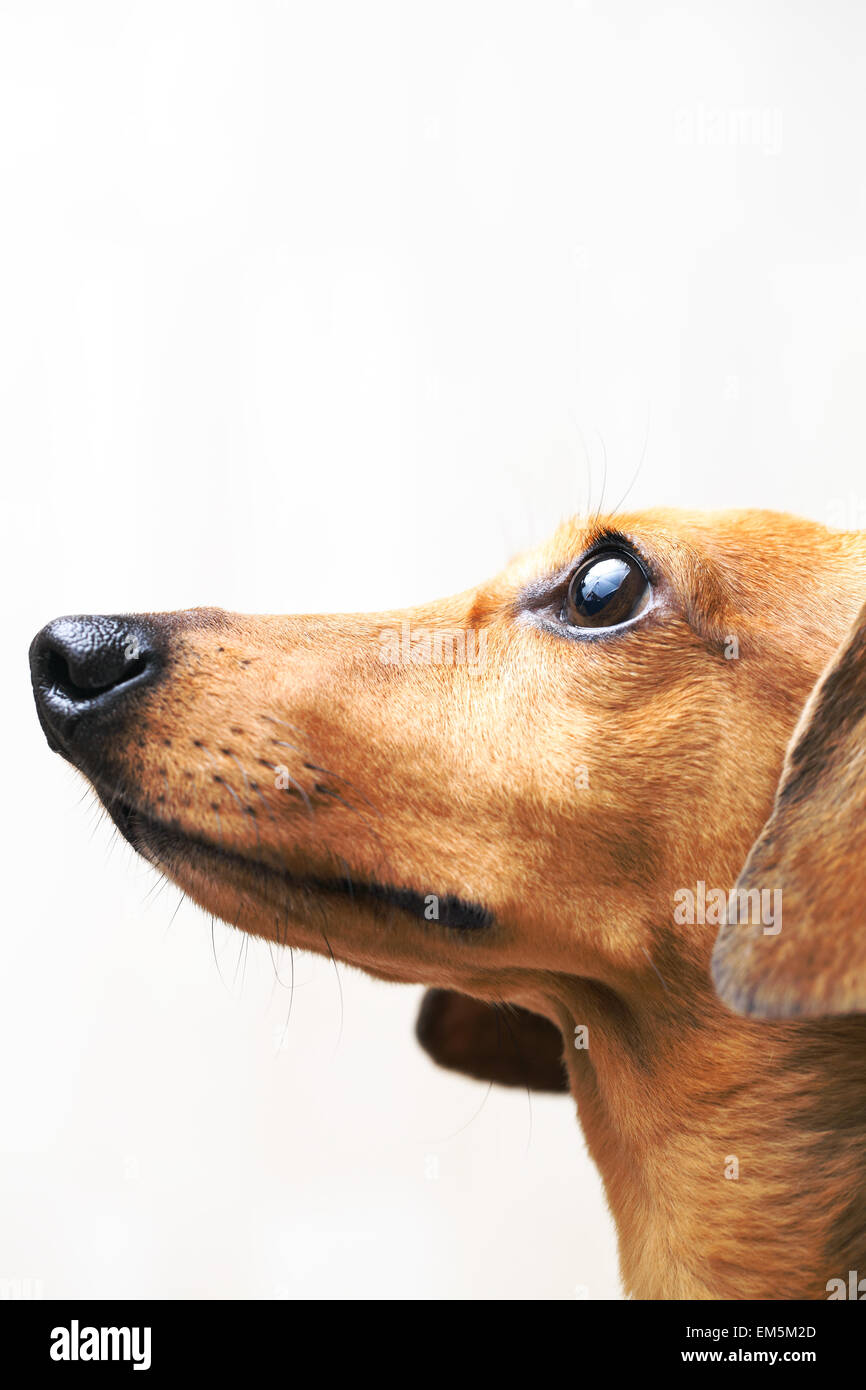 Dachshund dog looking up Stock Photo - Alamy