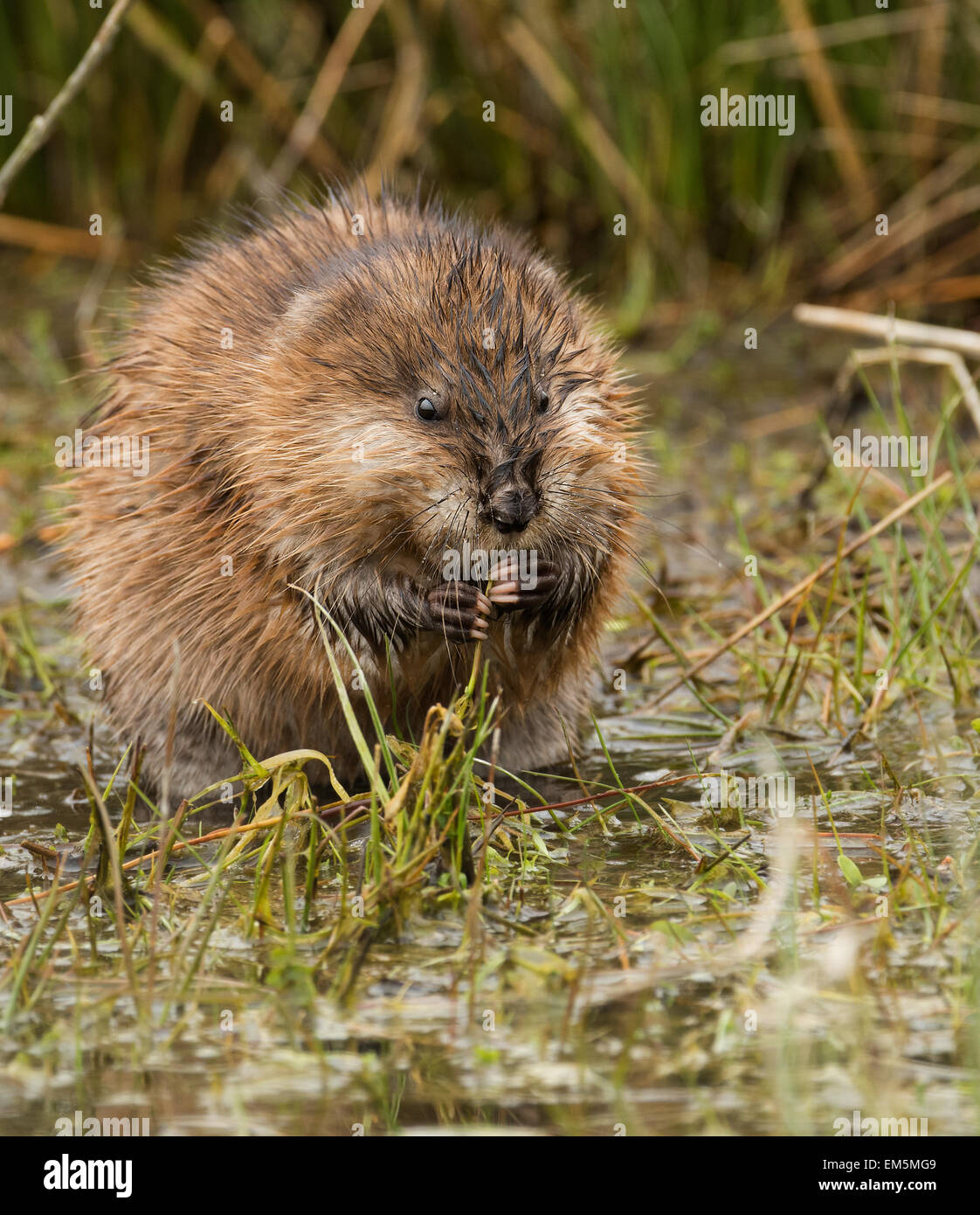 A Muskrat feeding in France Stock Photo - Alamy
