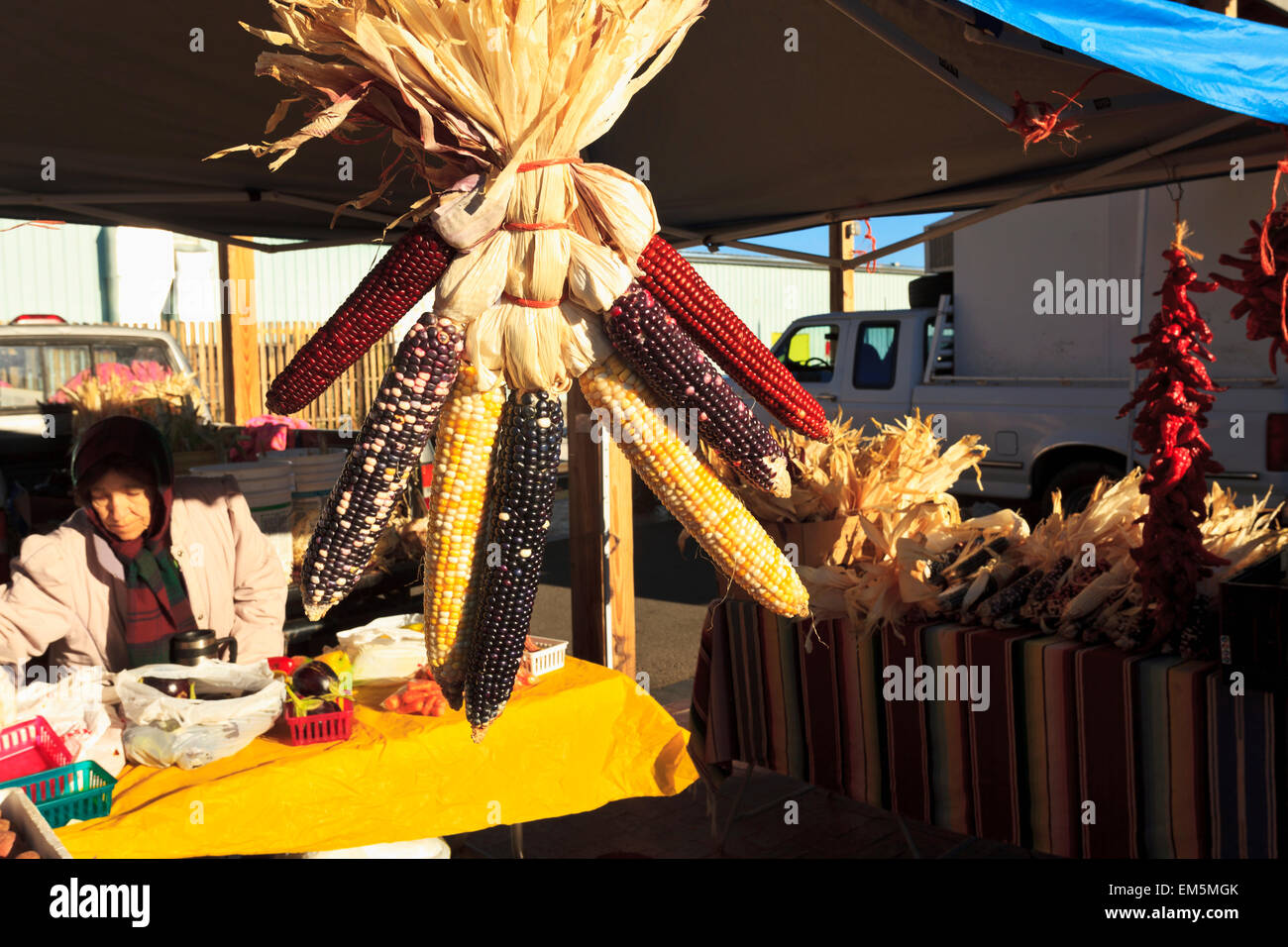 USA, New Mexico, Santa Fe, Dried purple cobs of corn hanging on display ...