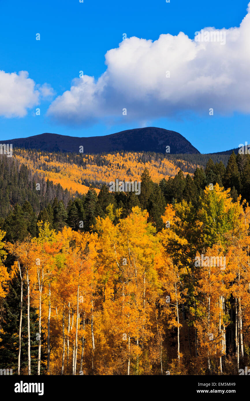 USA, Aspen trees (Populus tremuloides) in Sangre de Cristo Mountains ...