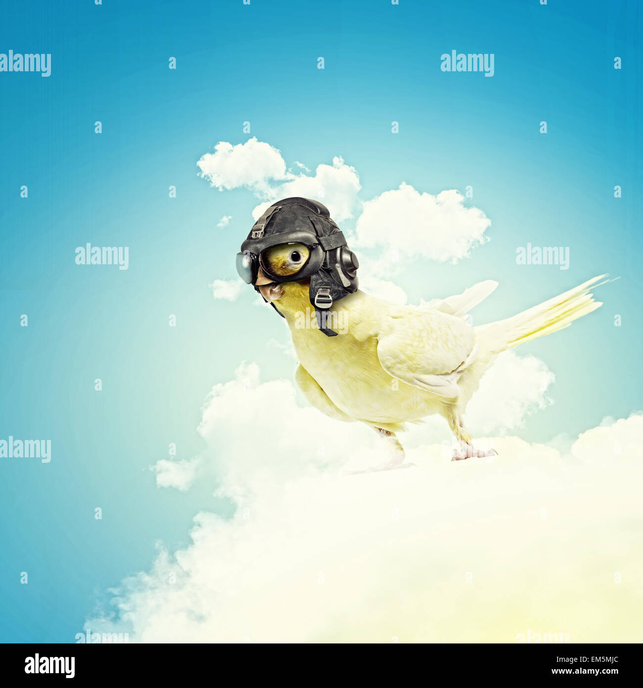 Parrot hat hi-res stock photography and images - Alamy