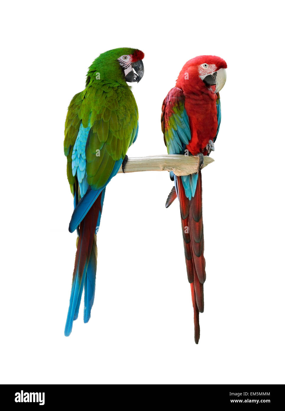 Colorful Macaw Parrots Stock Photo - Alamy