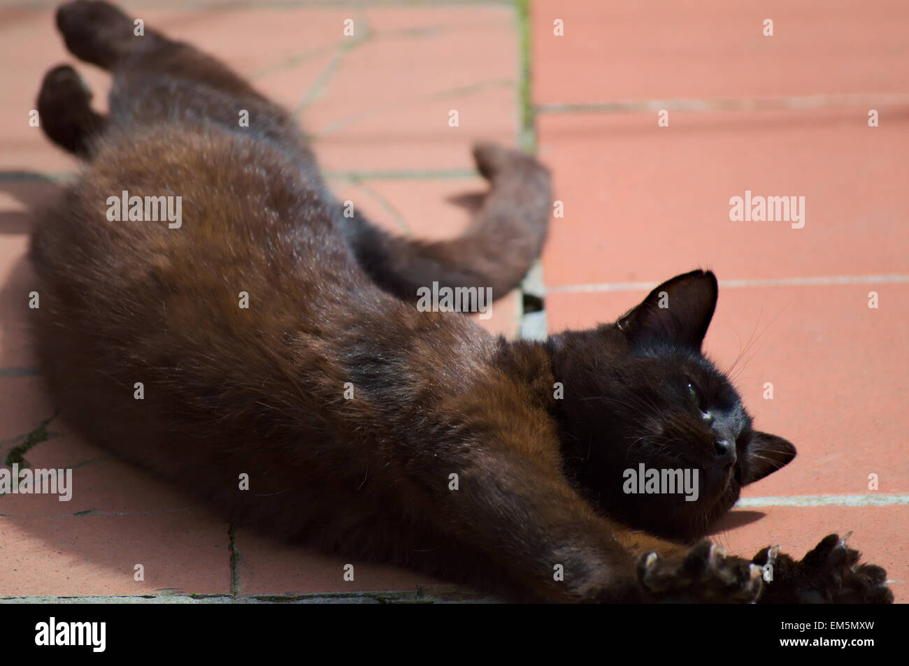 The cat is stretching Stock Photo - Alamy