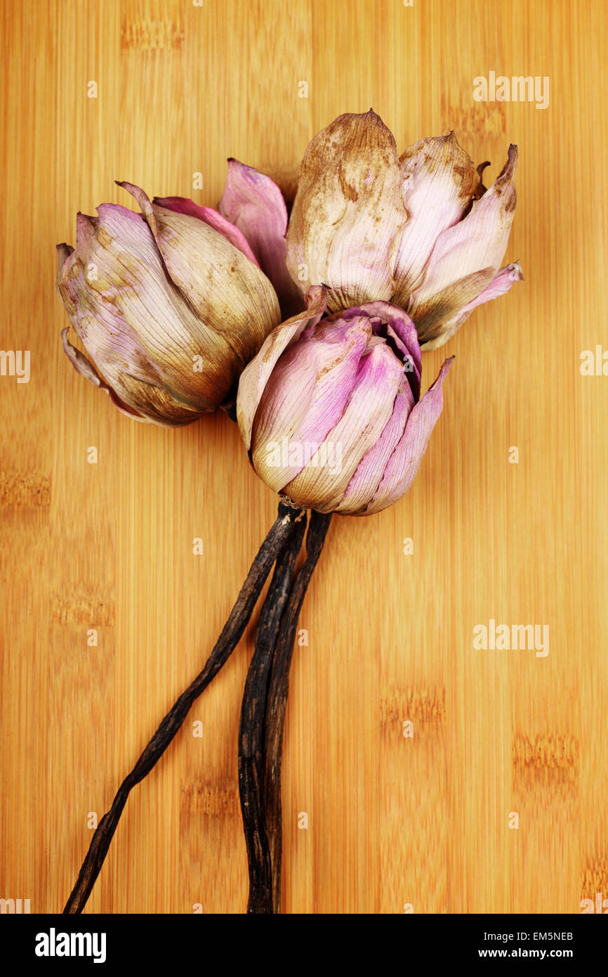 Dead lotus hi-res stock photography and images - Alamy