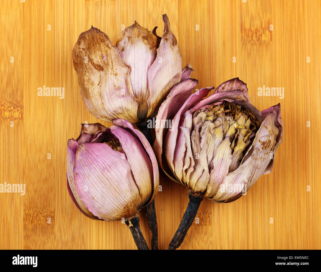 Dead lotus close up Stock Photo - Alamy